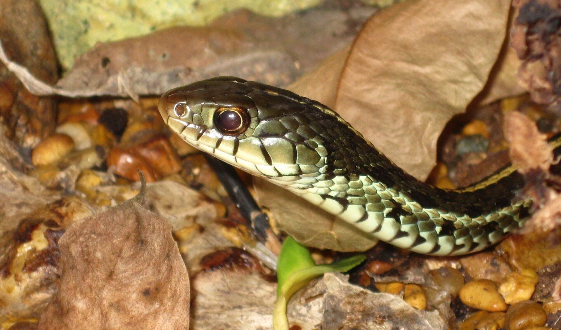 Common garter snake facts, distribution & population | BioDB